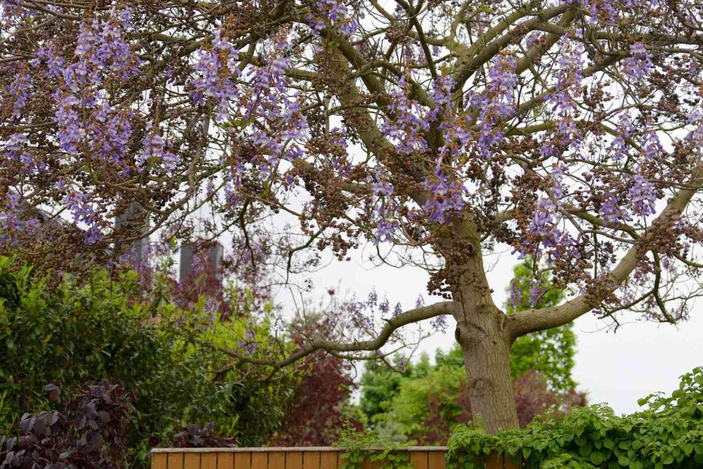 Historic Trees on AHRC Nassau Campus | AHRC Nassau